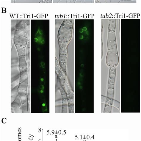 Assays For Hyphal Swelling And Toxisome Formation In The Tub1 And Tub2 Download Scientific