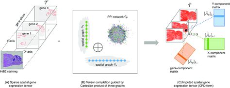 imputation of spatial transcriptomes by graph regularized tensor