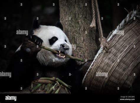 The Portrait Of Lazy Big Fat Giant Panda Is Eating Bamboo From The