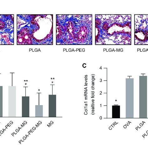 Magnolol Loaded Plga Peg Nanoparticles Migrate Allergeninduced Ahr A