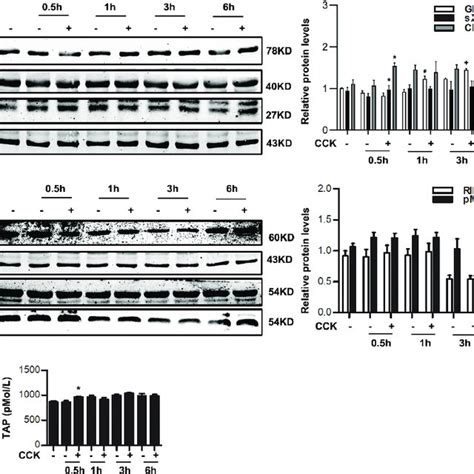 Er Stress Was Initiated Before Necroptosis In Cck Stimulated Pancreatic