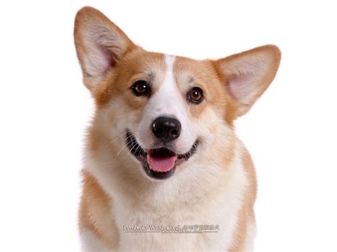 壁纸1600x1200明星短腿狗壁纸 彭布罗克威尔士柯基犬 Welsh Corgi Pembroke 宠物狗 威尔士柯基犬图片 Pet Dog
