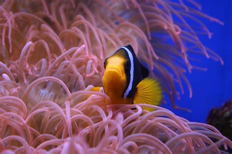 Best 30 Gallon Fish Tanks Buyers Guide For Aquariums 25 To 34 Gallons