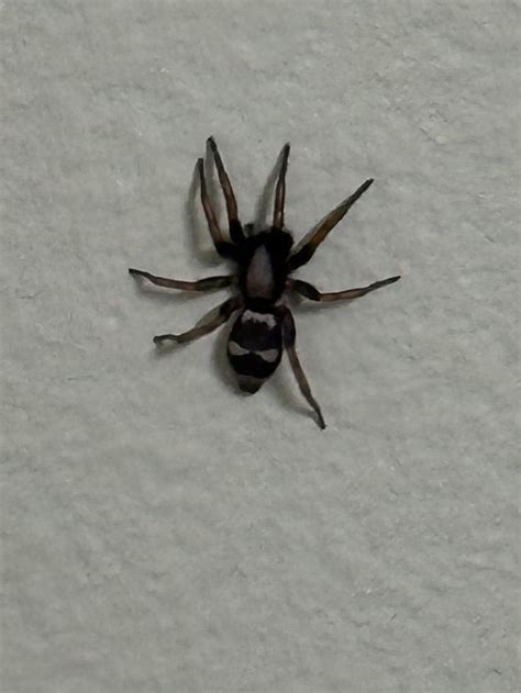 Spider In Southern Alberta Canada Rspiders