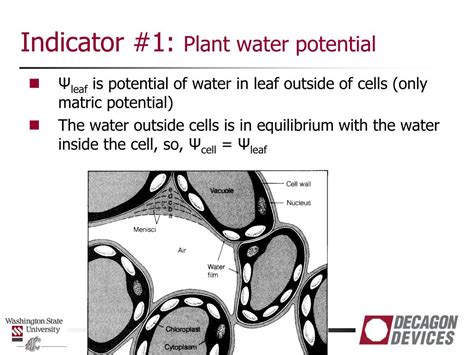 Ppt Plant Water Relations Powerpoint Presentation Free Download Id2213659