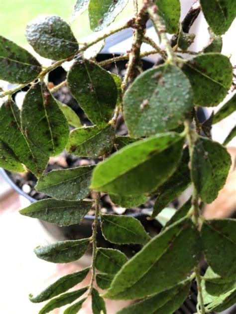 Customer Question Is This Scale Insect Green Gardener