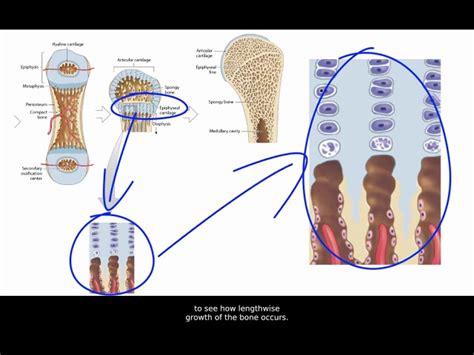 Endochondral Ossification Diagram