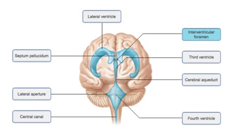 Mastering A P Chapter 12 The Central Nervous System Flashcards Quizlet