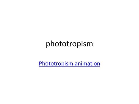 PPT Phototropism PowerPoint Presentation Free Download ID