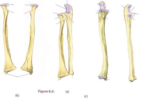 Appendicular Skeleton 4 Diagram Quizlet