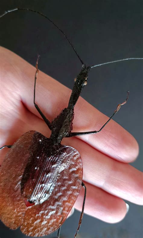 One Of The Most Unique And Odd Looking Insects In The World Album On