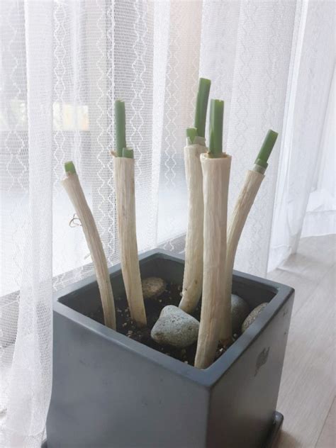 대파키우기 한달후기 심심해서 집에서 식물대신 대파를 길러봤어요ㅋ 네이버 블로그