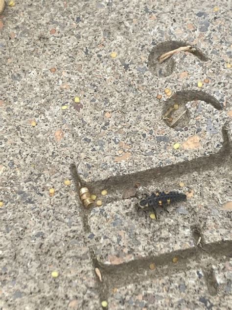 Yall Seven Spotted Lady Bug Nymph Plus A Seven Spotted Lady Bug And Giant Isopod Which I Have