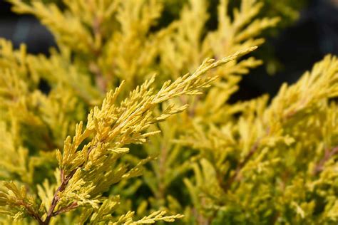 How To Grow And Care For Creeping Juniper Gardeners Path