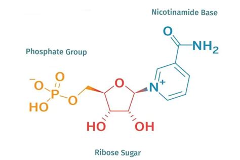 Preparation Of β Nicotinamide Mononucleotidechemicalbook