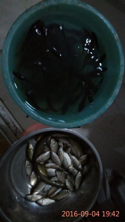 釣到紅色鯽魚，中途還搞到一條鱔魚！ 每日頭條