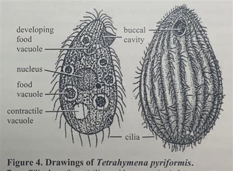 Microscopic Study Of Tetrahymenafigure 4 Shows