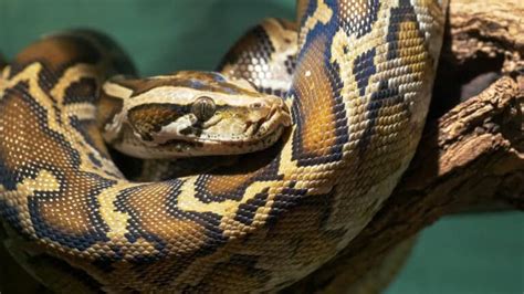The Largest Python Ever Captured in Florida’s Everglades - Animals Around The Globe