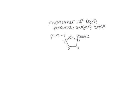 Solved Draw A Monomer Of Dna Label All Parts And The Carbon Numbers