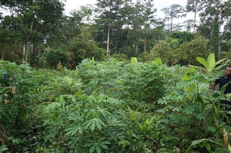 Transforming Cocoa Farming In Togo With Sustainable Practices And