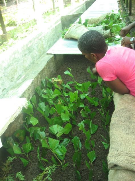 Cocoa Farming Future Initiative Grenada Cocoa Propagation Grafting Versus Cuttings