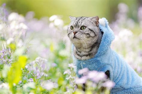 布偶猫寿命最长多少年？ 知乎