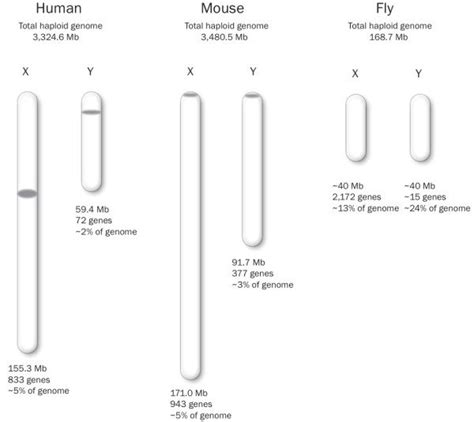 Relative Sizes Of The X And Y Chromosomes In Human H Sapiens Mouse