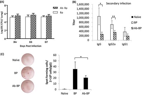 Microbiota Dysbiosis Caused By Antibiotic Treatment Leads To An
