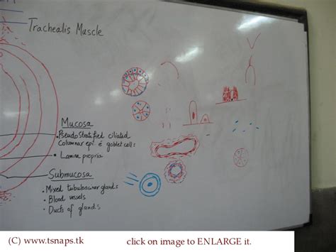 Histology Slides Database Trachea Histology Slides