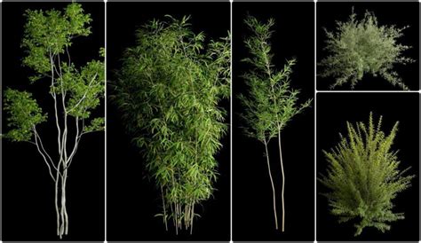 6412 Download Free Sketchup Tree Proxy Models