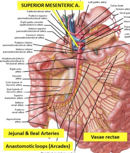 Gastroduodenal Artery Netter