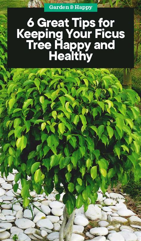 6 Tips For Keeping Your Ficus Tree Happy And Healthy Garden And Happy