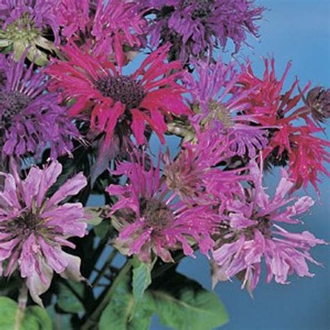 Monarda didyma - Panorama Mix 18ct
