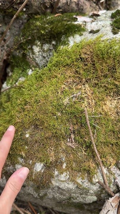 Тірі табиғат пионері тасқа жабысып өскен қына Youtube