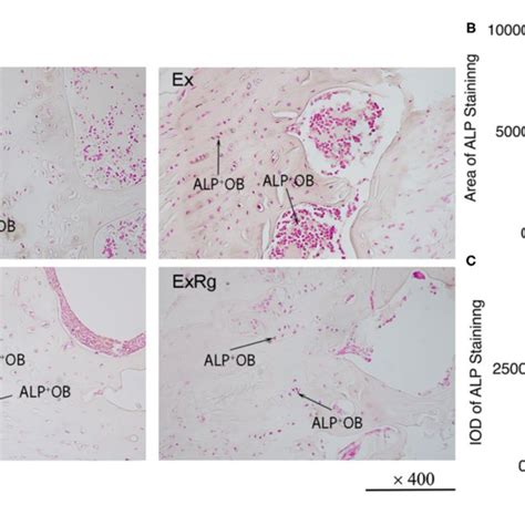 Alp Staining And Quantitative Analysis A Alp Alkaline