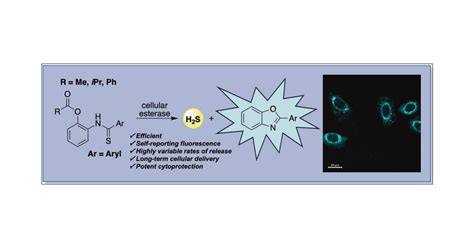 Esterase Activated Hydrogen Sulfide Donors With Self Reporting