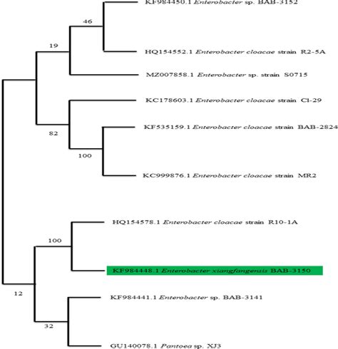 phylogenetic tree based on 16s rdna sequences of isolated strain s8 e