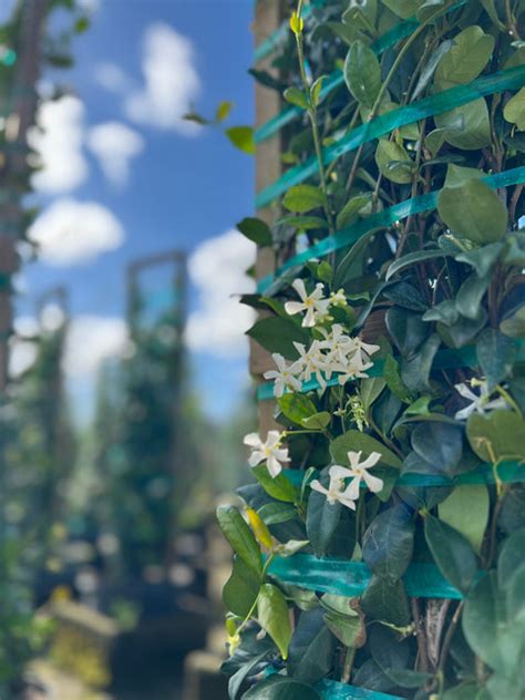Star Jasmine Trellis For Sale Plantology Usa