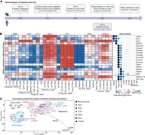 Hallmarks Of Totipotent And Pluripotent Stem Cell States Cell Stem Cell