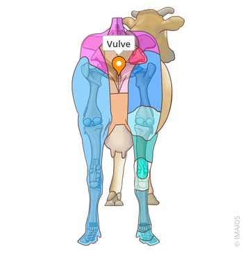 Vulve Vet Anatomy Imaios
