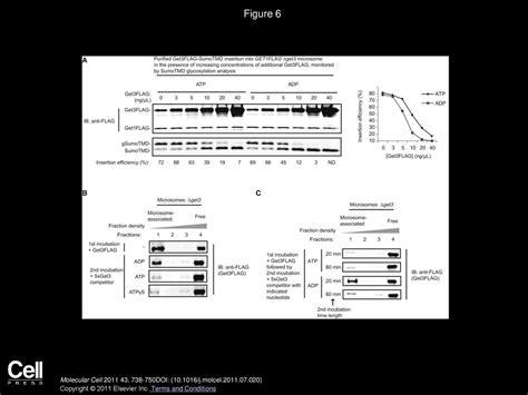 The Mechanism Of Tail Anchored Protein Insertion Into The ER Membrane