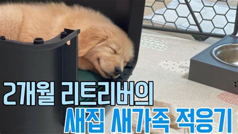 2개월된 리트리버의 새가족 새집 적응기ㅣ리트리버 분양 2일차 Youtube