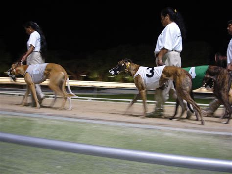 Dog Racing Greyhound Racing Betting Tracks Britannica