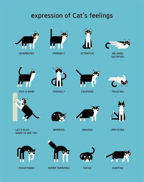 A Cool Guide To Cat Behavior R Coolguides