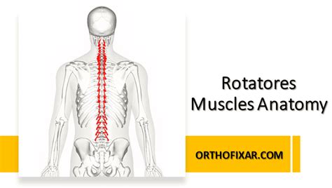Sternohyoid Muscle Anatomy Orthofixar 2025