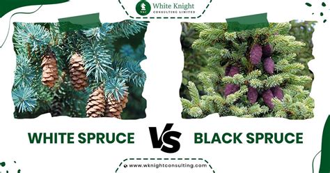 White Spruce Vs Black Spruce What Is The Difference