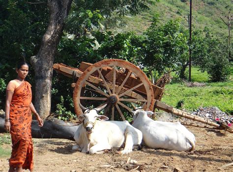 Cow Farming In India What Is It And Are Indian Cow Farms Cruel Genv