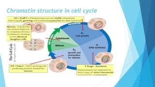 Chromatin Modulation And Role In Gene Regulation PPTX