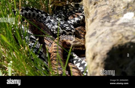 British Adder Stock Videos And Footage Hd And 4k Video Clips Alamy