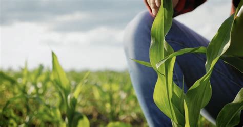 Oats Launches The Organic Field Crop Course Morning Ag Clips